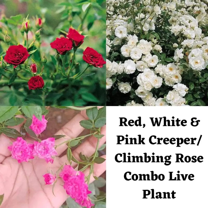 Red, White & Pink Creeper/ Climbing Rose Combo Live Plant – Bees Plant Hub